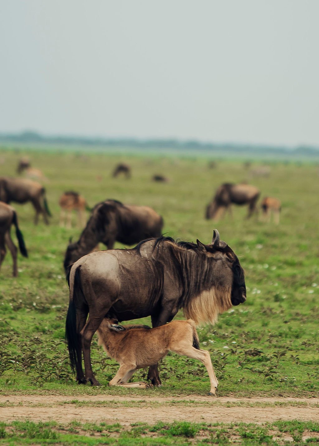 Kenya - Williamson Adventures